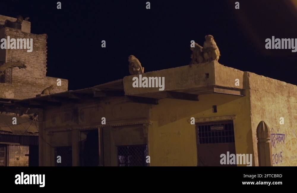 Monkeys with babies Stock Videos & Footage - HD and 4K Video Clips - Alamy