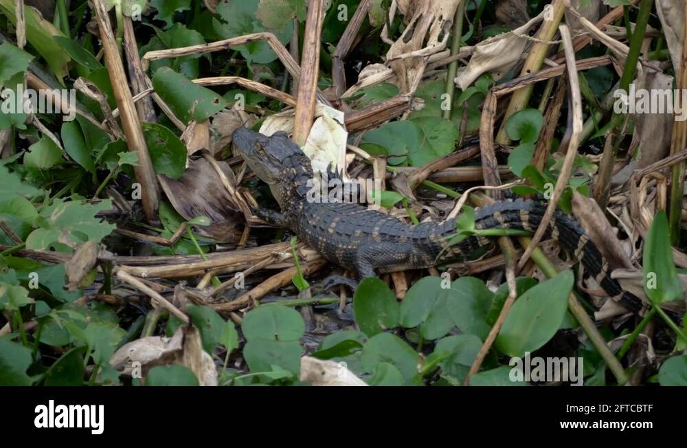 Alligator bugs Stock Videos & Footage - HD and 4K Video Clips - Alamy