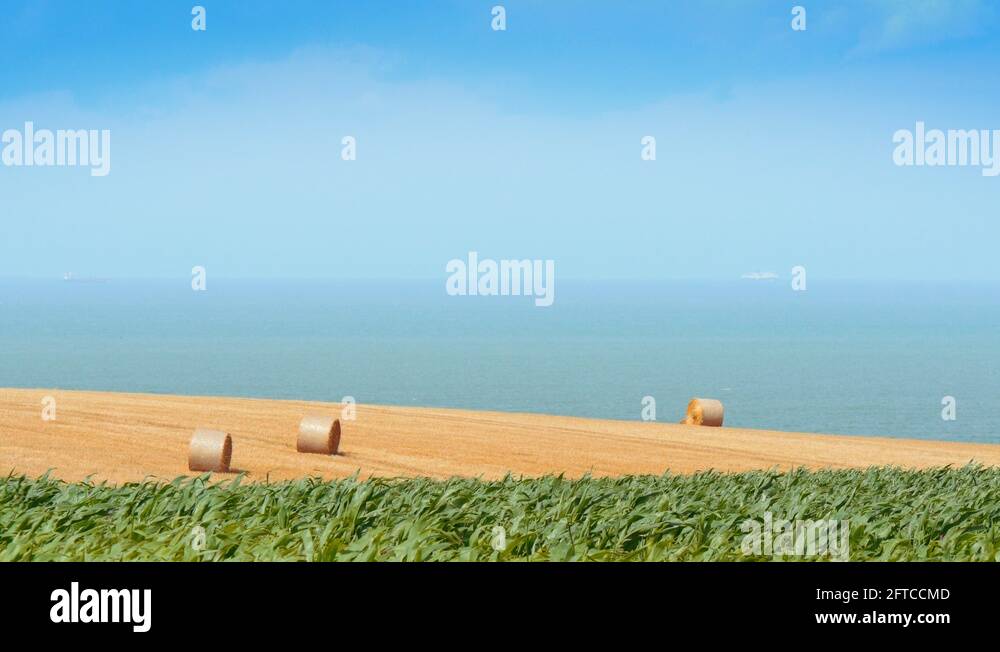 Maize and blue Stock Videos & Footage - HD and 4K Video Clips - Alamy