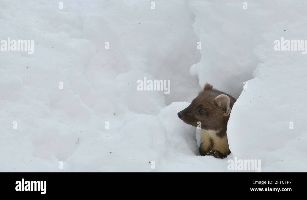 Marten hunting Stock Videos & Footage - HD and 4K Video Clips - Alamy