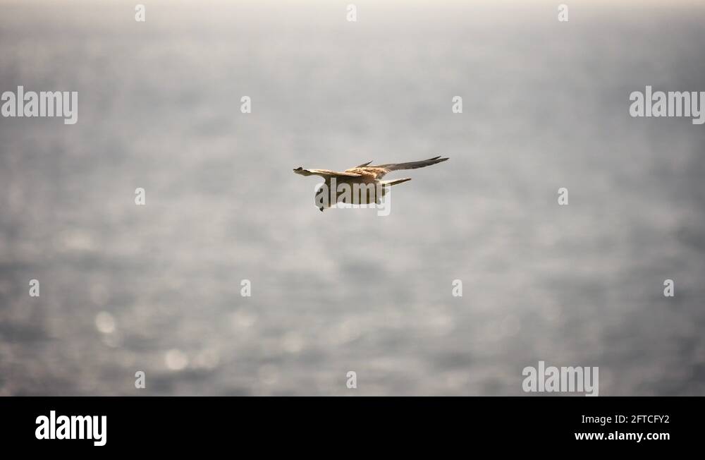 Raptor hunting Stock Videos & Footage - HD and 4K Video Clips - Alamy