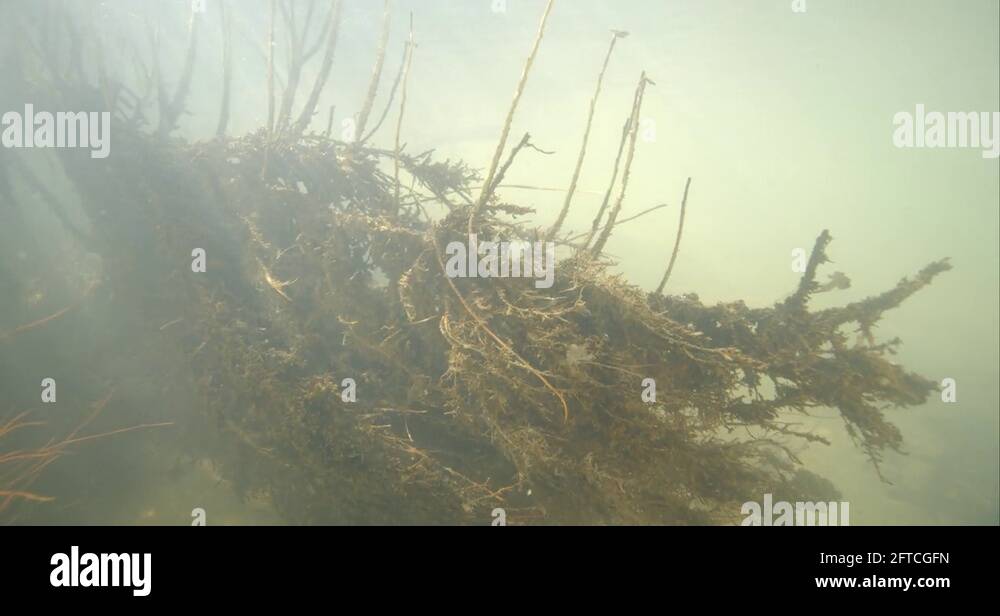 underwater sunrays illuminate underwater spectacular sunken tree roots ...