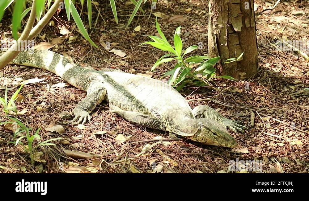 Strap with claw Stock Videos & Footage - HD and 4K Video Clips - Alamy