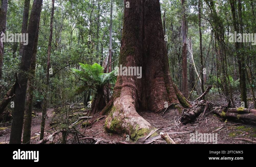 Swamp gum tree Stock Videos & Footage - HD and 4K Video Clips - Alamy