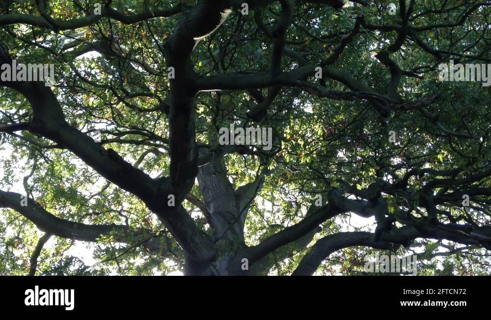 English oak tree in Stock Videos & Footage - HD and 4K Video Clips - Alamy