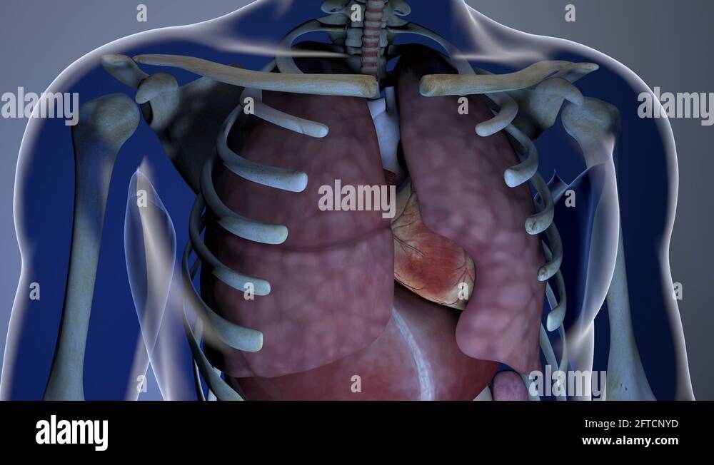 Healthy Internal Organs in a Transparent Human Body Anatomical 3D ...