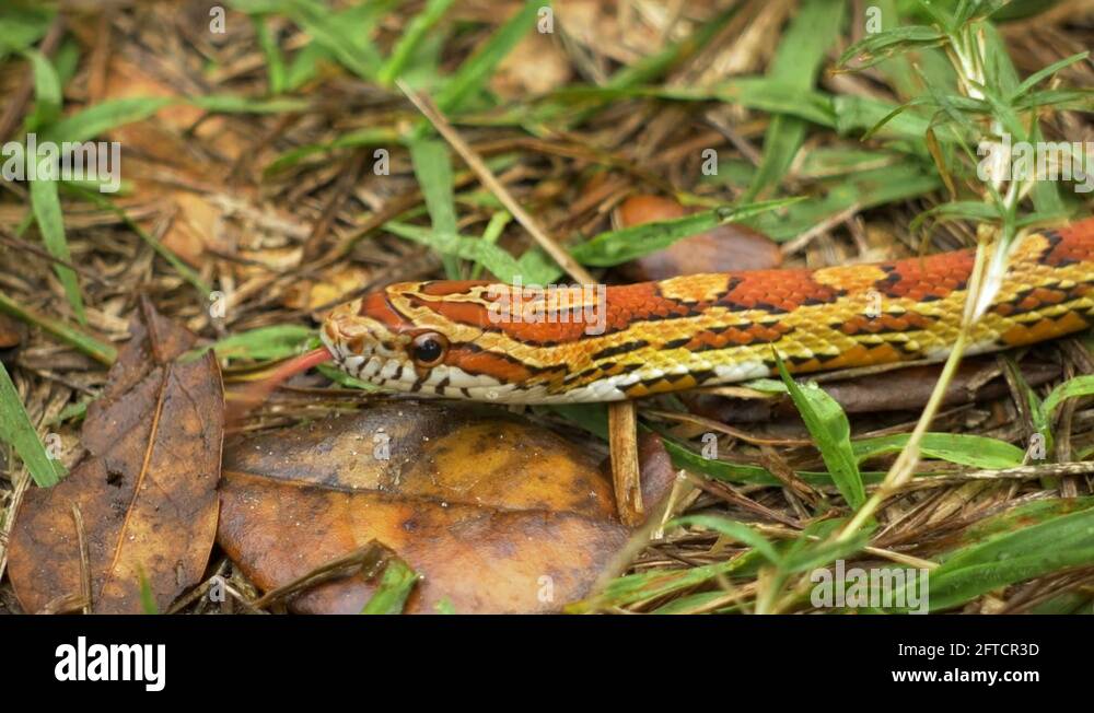 Corn snake or rat snake Stock Videos & Footage - HD and 4K Video Clips ...