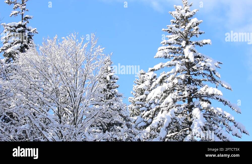 Broad leaved deciduous tree Stock Videos & Footage - HD and 4K Video ...