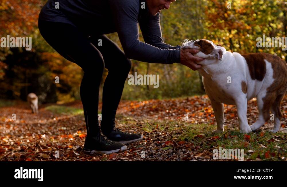 Man walking bulldog Stock Videos & Footage - HD and 4K Video Clips - Alamy