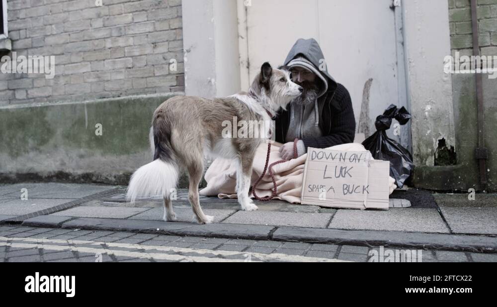 Homeless man dog sit on Stock Videos & Footage - HD and 4K Video Clips ...