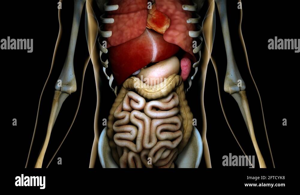 4K Healthy Internal Organs in a Transparent Human Body Anatomical 3D ...