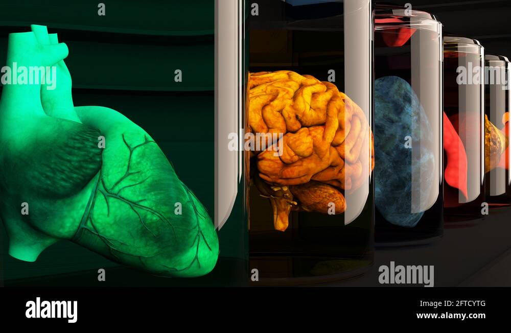4K Human Organs in Science Laboratory Glasses Cinematic 3D Animation 4 ...