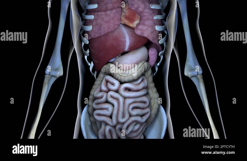 4K Healthy Internal Organs in a Transparent Human Body Anatomical 3D ...