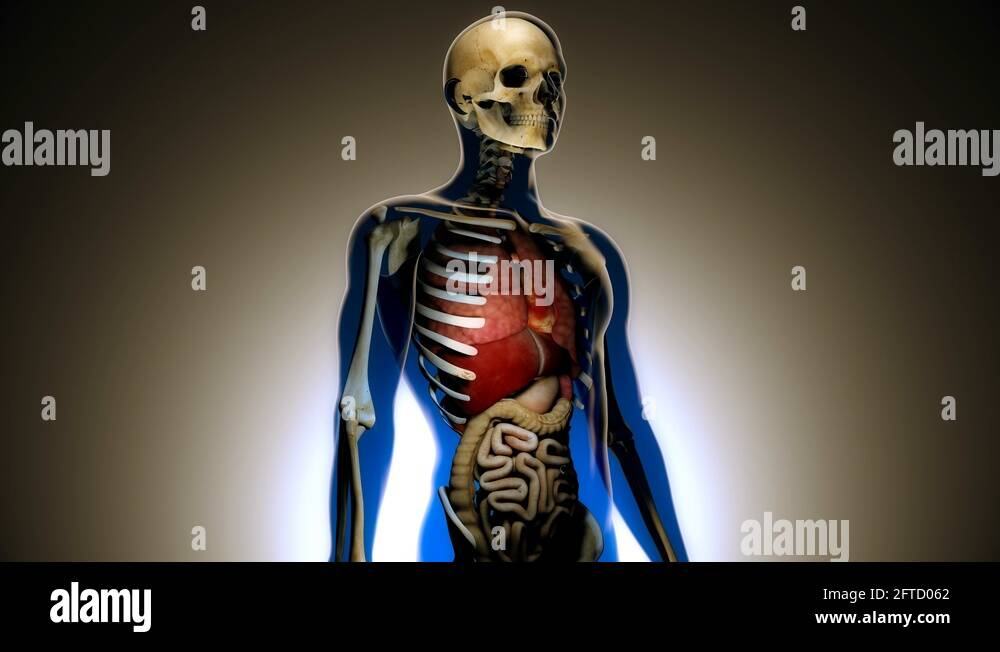 4K Internal Organs Get Sick and Skeleton in a Transparent Human Body ...