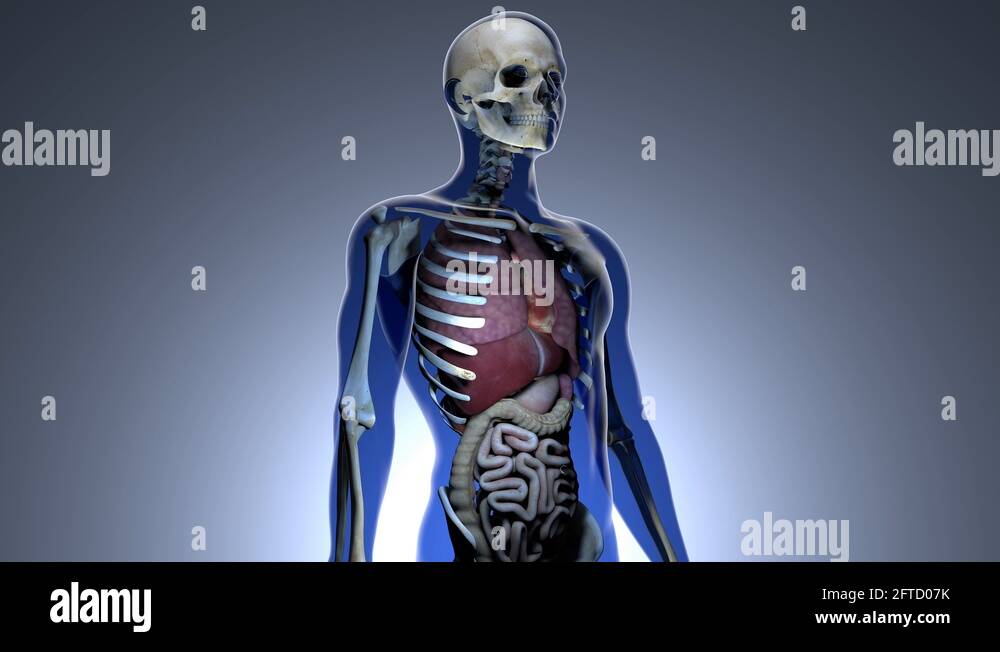 Transparent human body internal organs Stock Videos & Footage - HD and ...