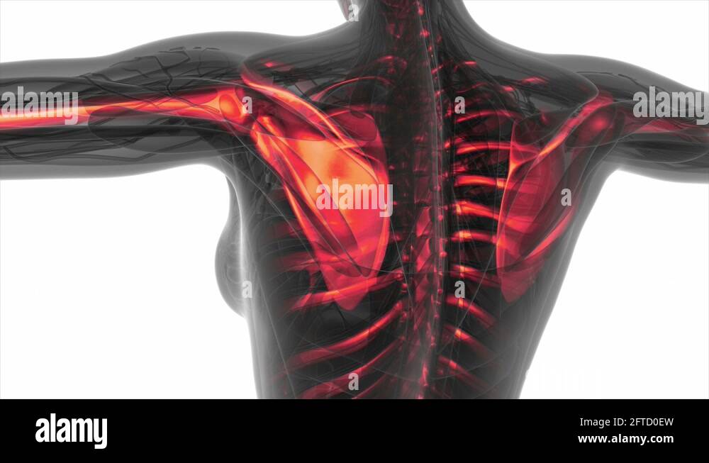 science anatomy of human body in x-ray with glow skeleton bones Stock ...
