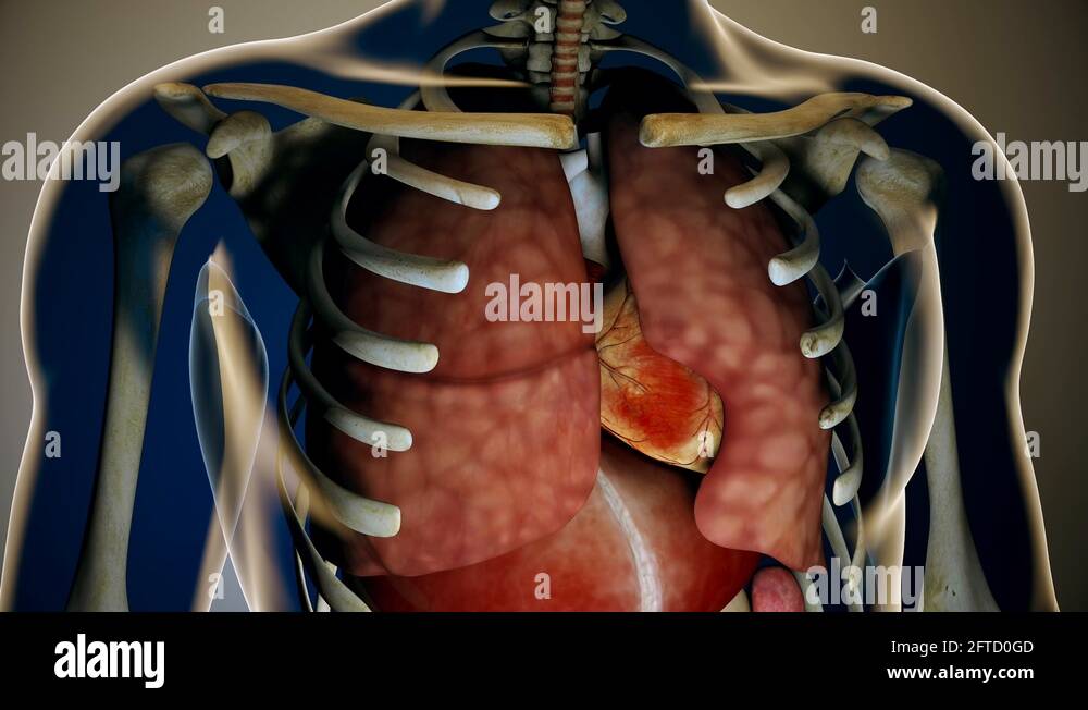 Internal Organs Get Sick in a Transparent Human Body Anatomical 3D ...