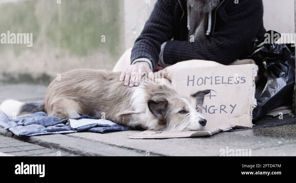 4k, Homeless man with his dog begging in a city Stock Video Footage - Alamy