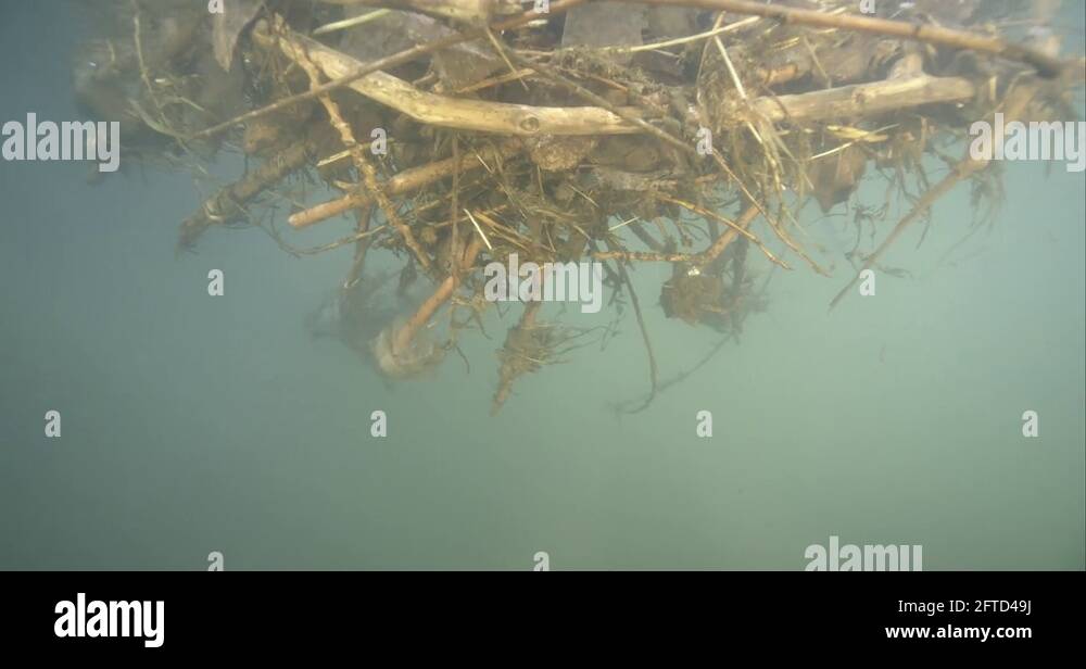 Underwater branches Stock Videos & Footage - HD and 4K Video Clips - Alamy