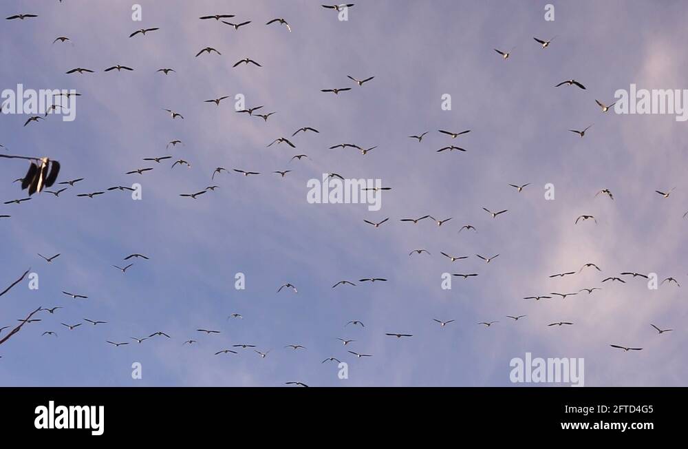 Southern migration Stock Videos & Footage - HD and 4K Video Clips - Alamy