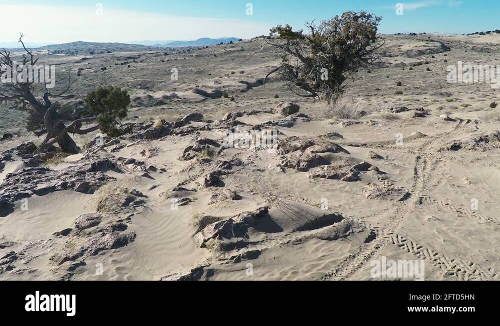 Rocky mountain juniper tree Stock Videos & Footage - HD and 4K Video ...