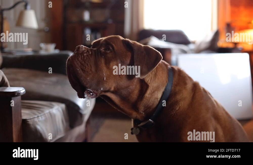 Dog slobber Stock Videos & Footage - HD and 4K Video Clips - Alamy