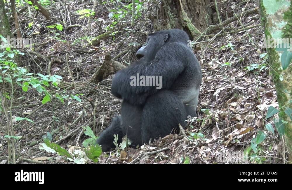 Silverback gorilla sitting in forest Stock Videos & Footage - HD and 4K ...