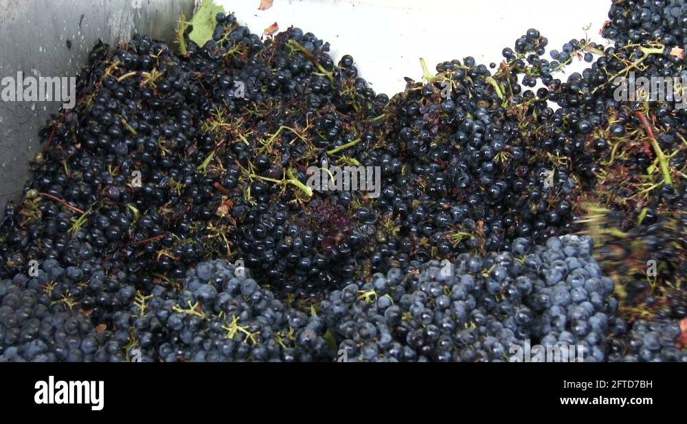 Destemming grapes Stock Videos & Footage - HD and 4K Video Clips - Alamy
