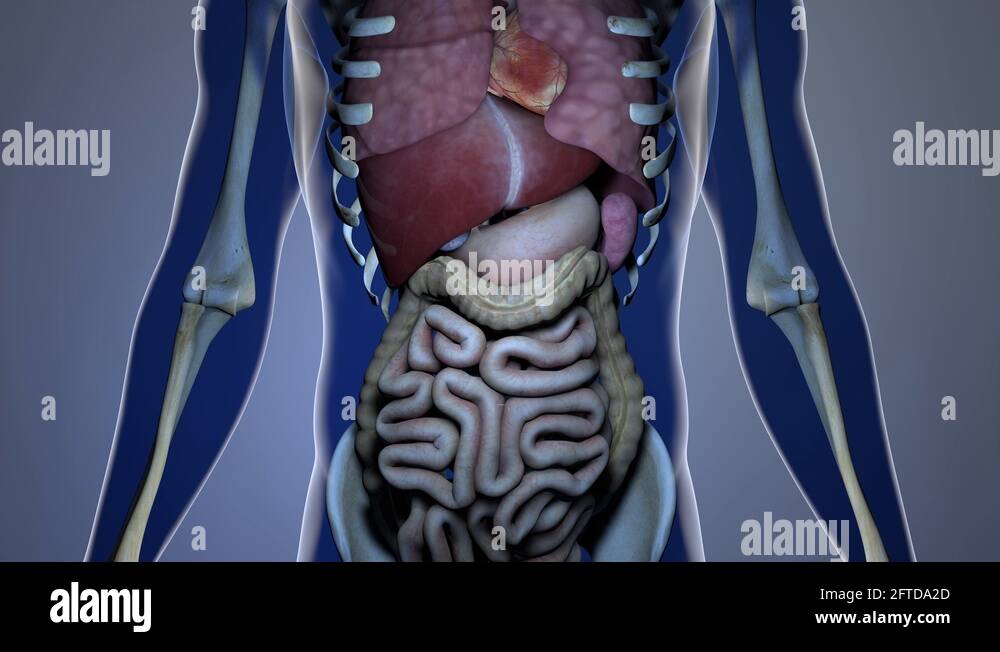 4K Healthy Internal Organs in a Transparent Human Body Anatomical 3D ...