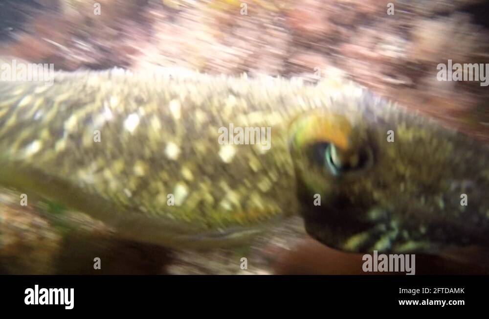 Cuttlefish swimming Stock Videos & Footage - HD and 4K Video Clips - Alamy