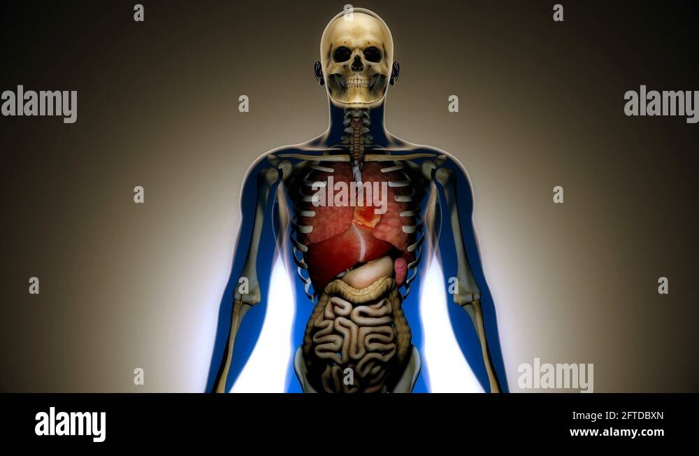 4K Internal Organs Get Sick and Skeleton in a Transparent Human Body ...