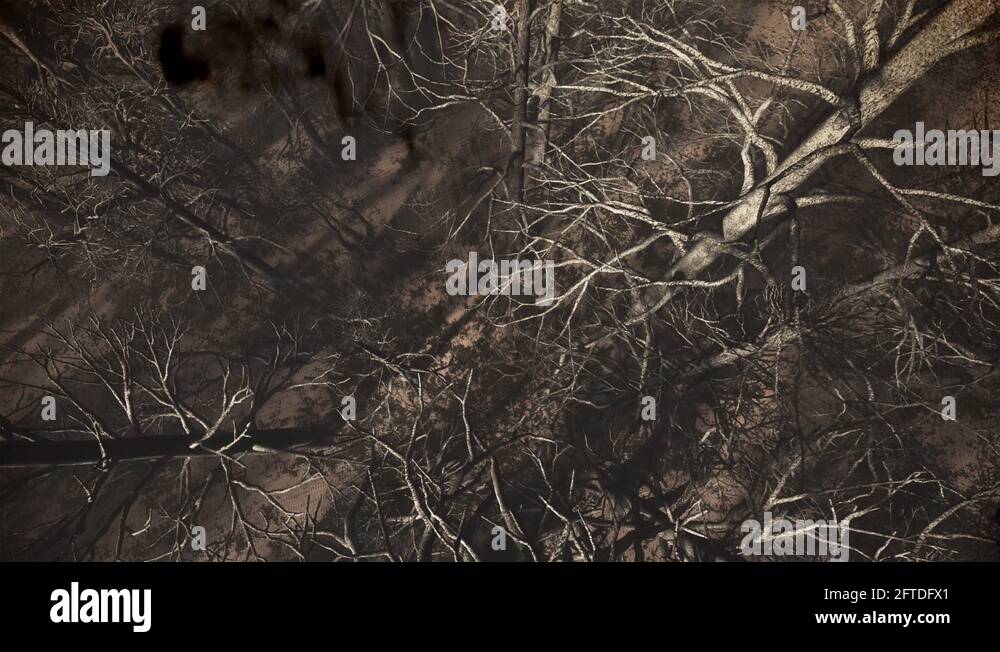 4K Dead Forest Misty Woods Cinematic Aerial Pullout 3D Animation 1 ...