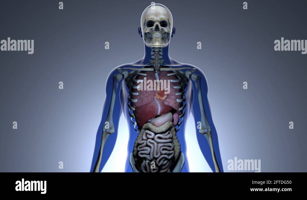 4K Internal Organs Get Sick and Skeleton in a Transparent Human Body ...