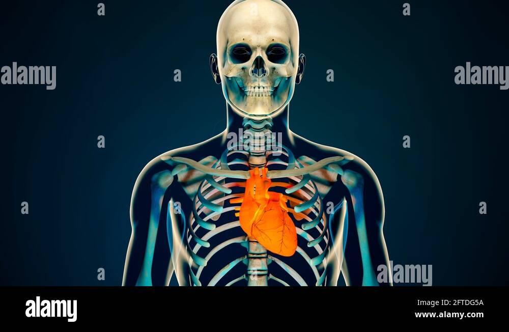 4K Human Body Transparent Heart Modern Anatomical 3D Animation 7 Stock ...