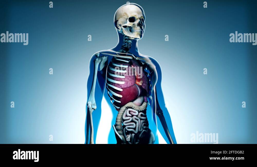 4K Internal Organs Get Sick and Skeleton in a Transparent Human Body ...
