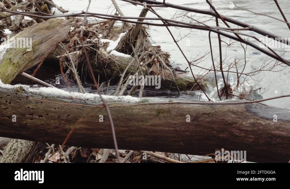 Beaver dam Stock Videos & Footage - HD and 4K Video Clips - Alamy
