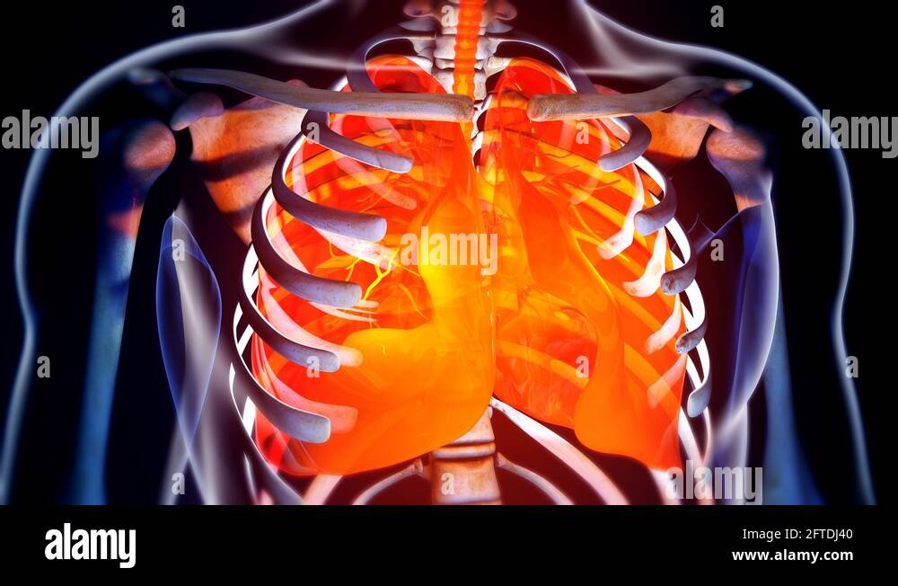 4K Human Body Transparent Lungs Modern Anatomical 3D Animation 4 Stock ...