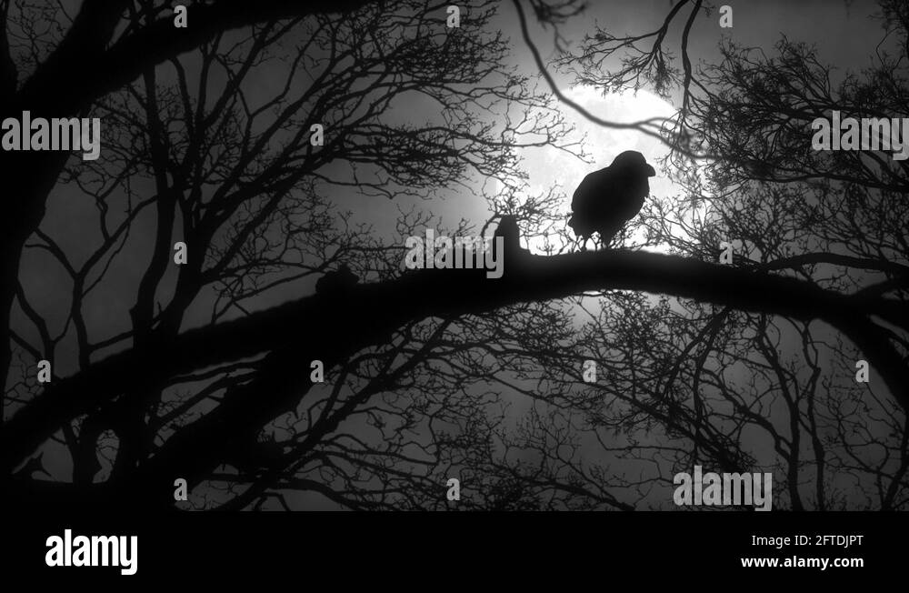 Scary Creepy Crow or Raven Sitting on Tree Branch During a Full Moon ...