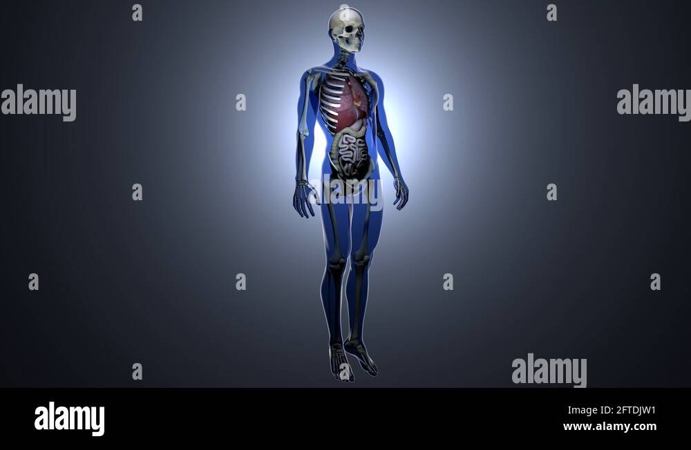 4K Internal Organs Get Sick and Skeleton in a Transparent Human Body ...
