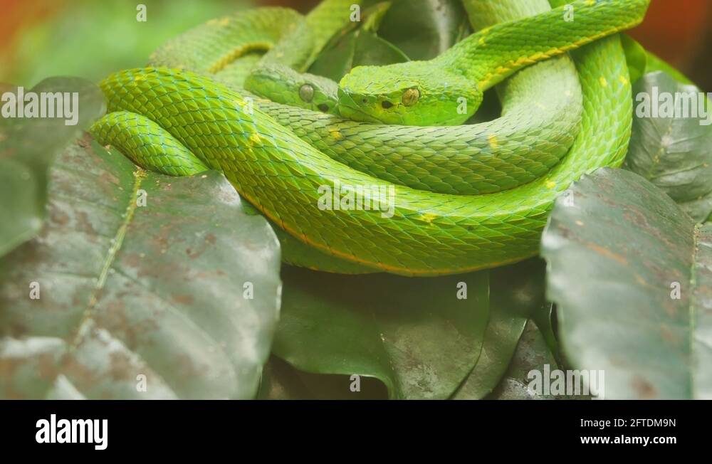 Pit viper conservation Stock Videos & Footage - HD and 4K Video Clips ...