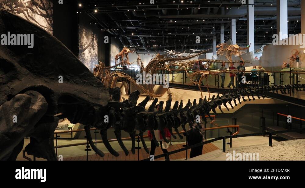 Dinosaur display Stock Videos & Footage - HD and 4K Video Clips - Alamy