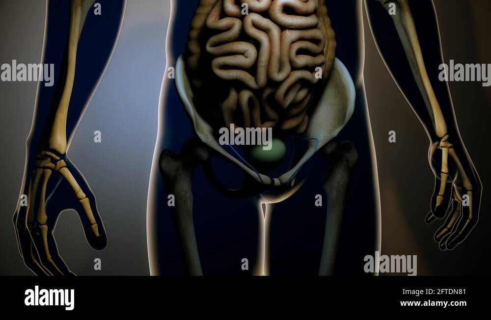 4K Healthy Internal Organs in a Transparent Human Body Anatomical 3D ...