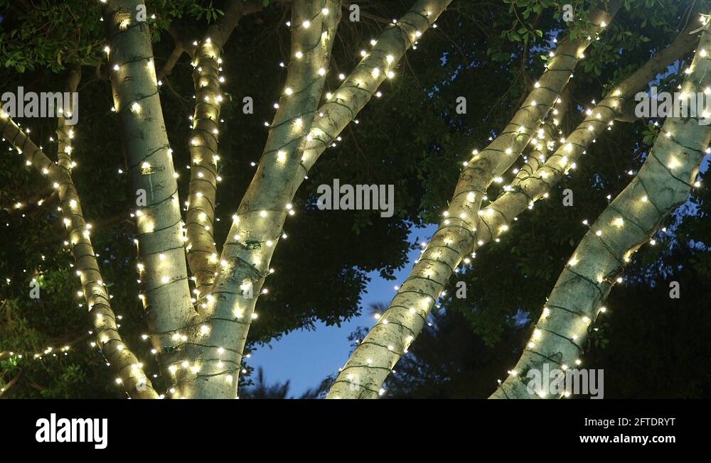 Lit up tree Stock Videos & Footage - HD and 4K Video Clips - Alamy