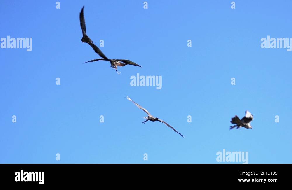 Group of animals animals in the wild flying animal wildlife Stock ...