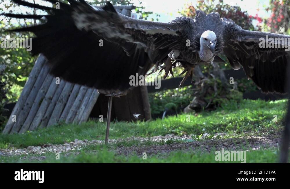 Beautiful large raptor Stock Videos & Footage - HD and 4K Video Clips ...