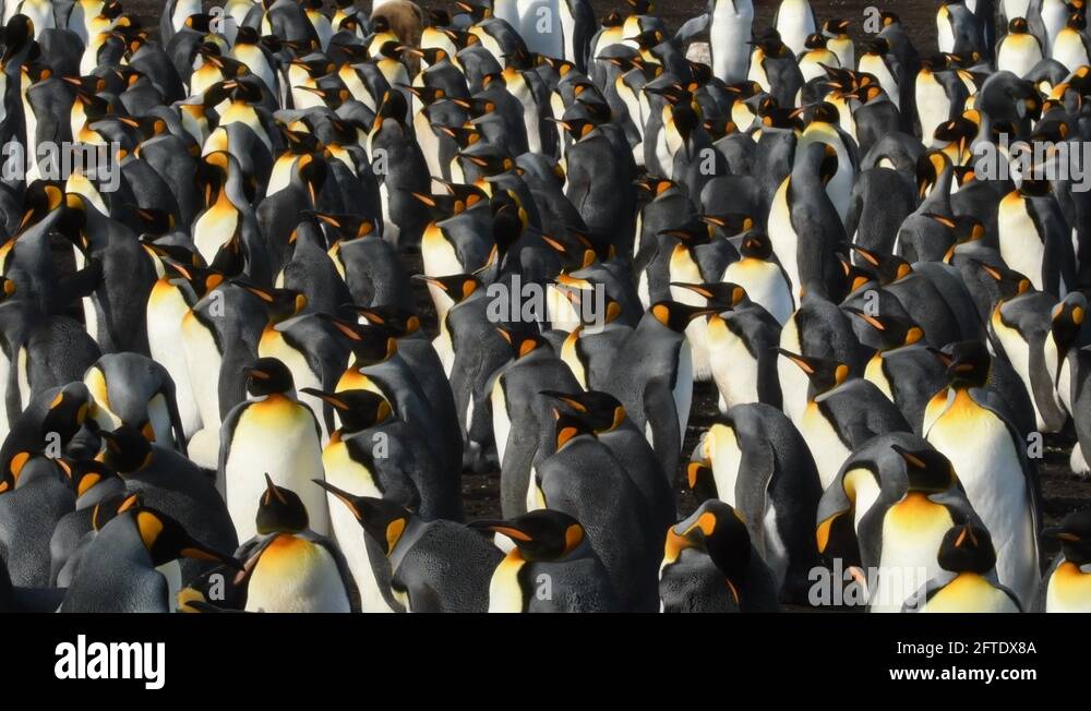 Falklands falkland islands wildlife birds Stock Videos & Footage - HD ...