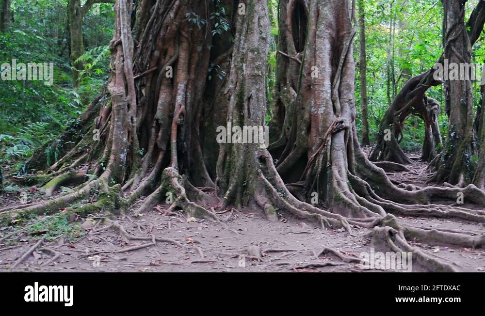 Jungle trees trunks Stock Videos & Footage - HD and 4K Video Clips - Alamy