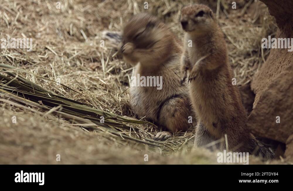 Wild ground squirrel Stock Videos & Footage - HD and 4K Video Clips - Alamy