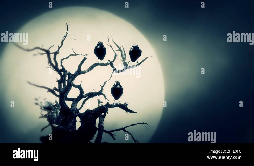 Ravens dead tree Stock Videos & Footage - HD and 4K Video Clips - Alamy