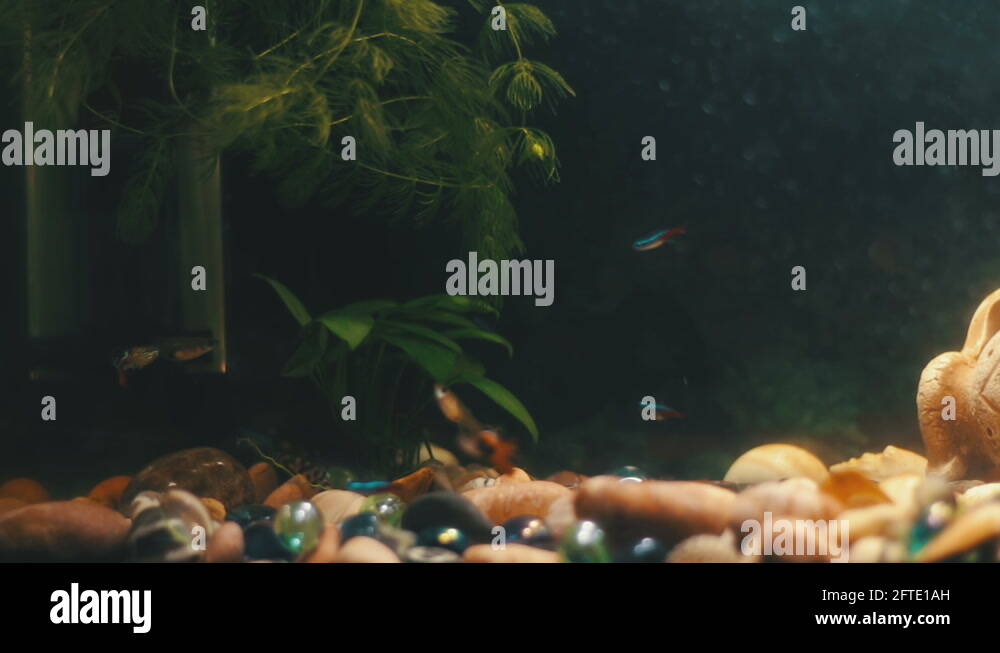 Many beautiful colourful fish with long voile tails and fine in home ...